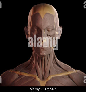 Conceptual image in the style of a clay model of the muscles of the ...