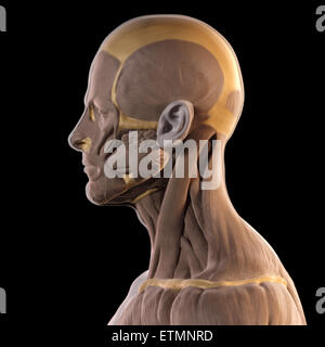 Conceptual image in the style of a clay model of the muscles of the ...