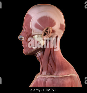 Anatomy of human face muscles, side view Stock Photo - Alamy