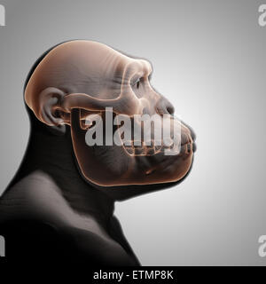 Illustration of an Australopithecus skull. Australopithecus is an ...