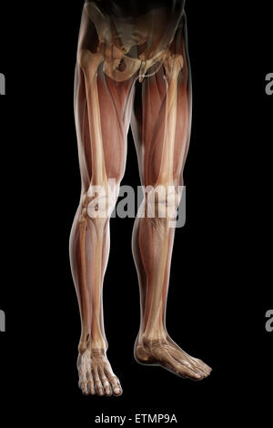 Illustration of the musculature and skeletal structure of the legs ...