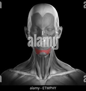 Conceptual image of the muscles of the face with the depressor anguli ...