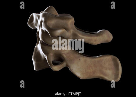 Illustration showing the atlas and axis vertebrae of the neck Stock ...