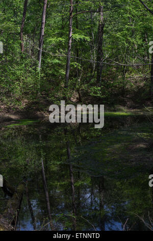 View of Goshiki-numa lake, Fukushima Prefecture, Japan Stock Photo - Alamy