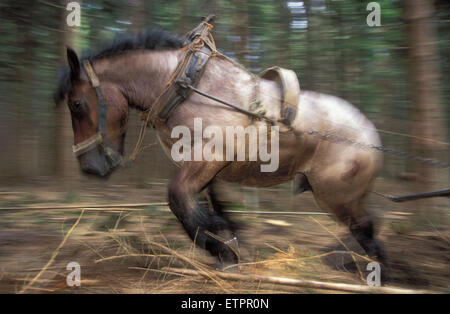 BEL, Belgium, the forest of Raeren, forestry work with horses ...
