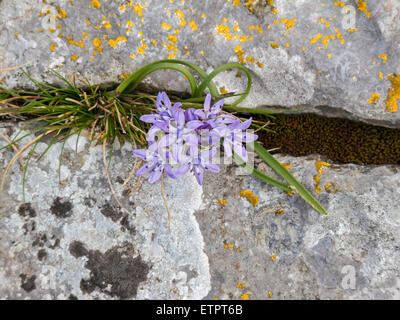 Close up view of Spring Squill, scilla verna, growing on Worm's Head on ...