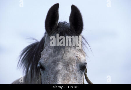 BEL, Belgium, Eastbelgium, horse on a meadow in Mirfeld near Amel. BEL ...