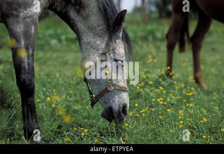 BEL, Belgium, Eastbelgium, horses on a meadow in Mirfeld near Amel. BEL ...