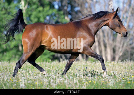 Side view of a horses trotting in the field at sunset Stock Photo - Alamy