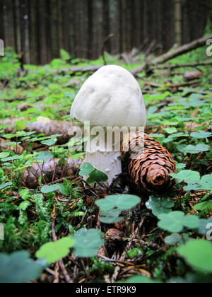 The Destroying angel! Stock Photo - Alamy