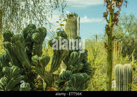 The Alien and Beautiful Life of the Desert in the Southwest USA Stock ...