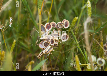 Mediterranean hartwort (Tordylium apulum) seed heads, Falassarna, Crete ...