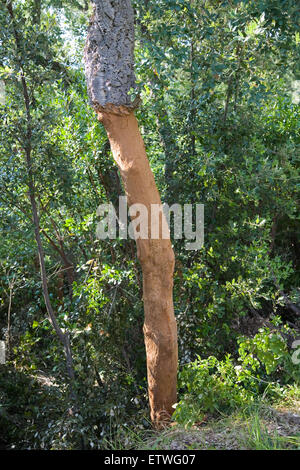 europe, italy, tuscany, tatti, detail of a window Stock Photo - Alamy