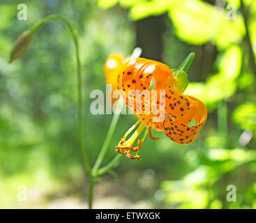 Leopard lily (Lilium pardalinum) in flower. Photographed on Mount Eddy ...