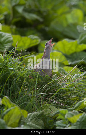 Corncrake (Crex crex). Calling from amongst sea shoreline vegetation ...