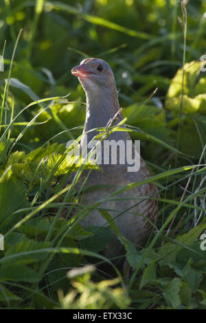 Corncrake (Crex crex). Amongst vegetation. Evening light. Iona. Inner ...