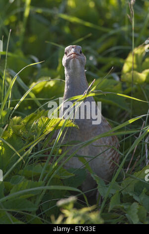 Corncrake or Landrail (Crex crex). Amongst vegetation. Iona. Inner ...
