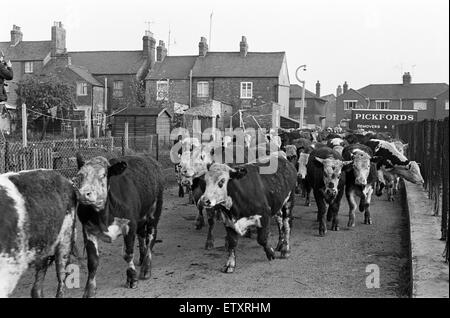 Cattle are driven to market in Banbury, Oxfordshire. 17th May 1968 ...