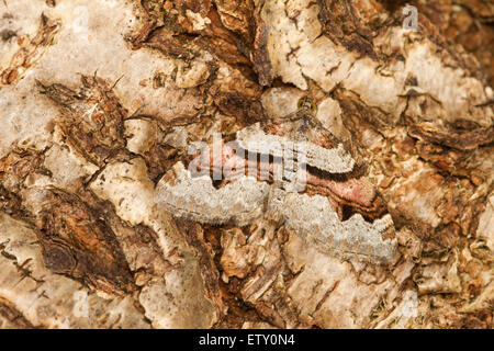 Flame Carpet (Xanthorhoe designata) moth Stock Photo - Alamy