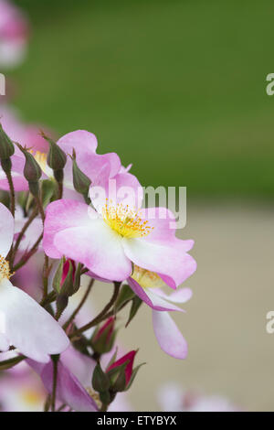 Rosa, 'Lyda Rose' Stock Photo - Alamy