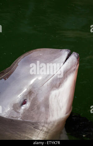 Harbour porpoise (Phocoena phocoena) surfacing to breathe Stock Photo ...