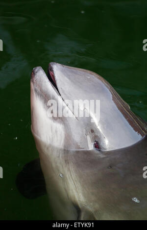 Harbour porpoise (Phocoena phocoena) surfacing to breathe Stock Photo ...