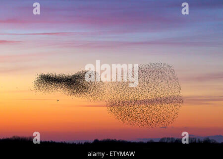 Two European starling murmurations / large flock of common starlings ...