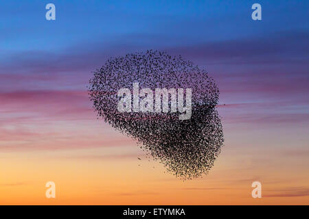 Two European starling murmurations / large flock of common starlings ...