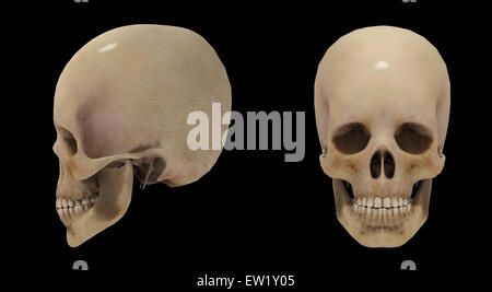 Front view and side view of human skull Stock Photo - Alamy