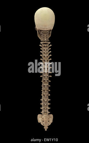 Rear view human spinal column or spine. cervical lumbar thoracic ...