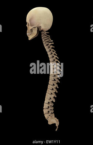 Human vertebral column, side view on black background Stock Photo - Alamy