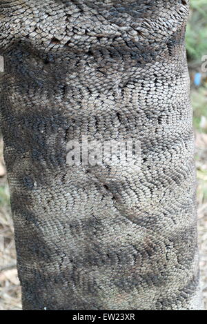 Xanthorrhoea or Blackboy plant, Victoria, Australia Stock Photo - Alamy