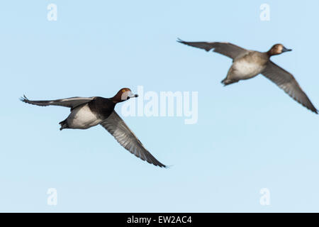 Flying Redhead Ducks Stock Photo - Alamy