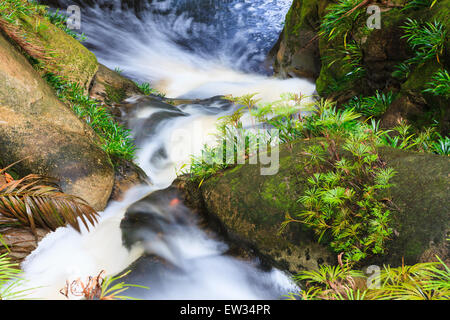 Small waterfall at the jungle of bako national park in malaysia borneo ...