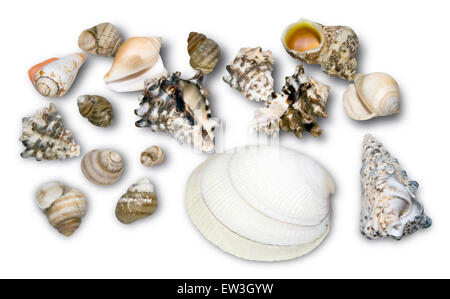 Set collection of different seashells isolated on white background ...