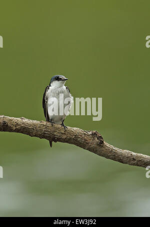 Mangrove Swallow (Tachycineta albilinea) adult, perched on branch ...