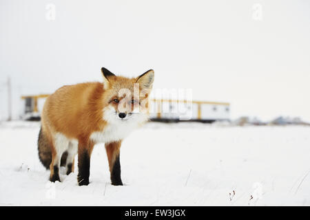 Red Fox Vulpes vulpes, winter setting, Ontario, Canada Stock Photo - Alamy