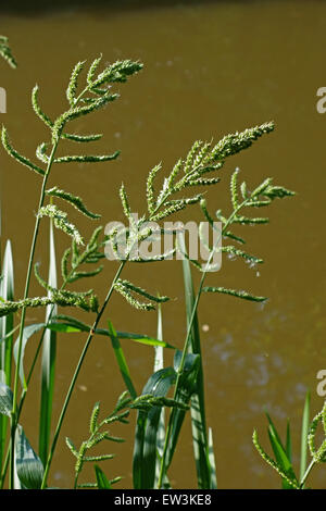 barnyard grass, cockspur grass (Echinochloa crus-galli, Echinochloa ...