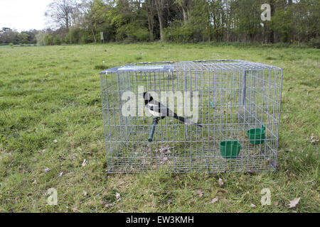 Larsen trap used to catch Magpies and other corvidae Stock Photo - Alamy