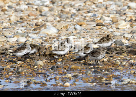 Flock of Dunlin coming into summer plumage on shingle spit at Scolt ...