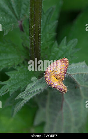 Nettle Rust Fungus Puccinia urticata Stock Photo - Alamy
