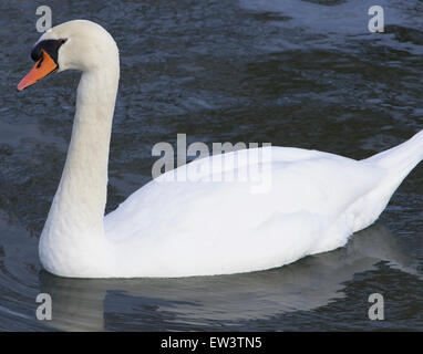 The confident swan Stock Photo - Alamy