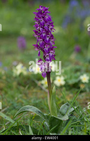 Nature; Pyramidal Orchis and Cowslips Stock Photo - Alamy