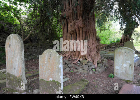 The Yew tree in the churchyard of St Mary's church in Downe is believed ...