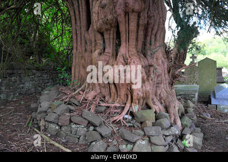 The Yew tree in the churchyard of St Mary's church in Downe is believed ...