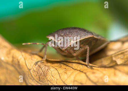 Stink bug closeup Stock Photo - Alamy