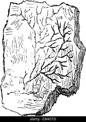 Older plants. Cambrian period. 1. Petrifaction chondrite. 2 ...