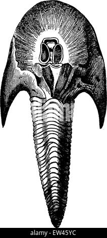 The first fish, Devonian period, Cephalaspis lloydii, vintage engraved ...
