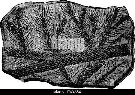 Lepidodendron, vintage engraving. Old engraved illustration of ...
