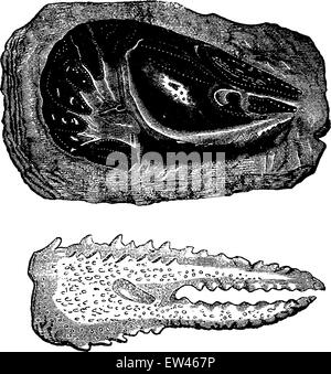 Crustaceans of the Triassic era, Raw crayfish and claws, vintage ...